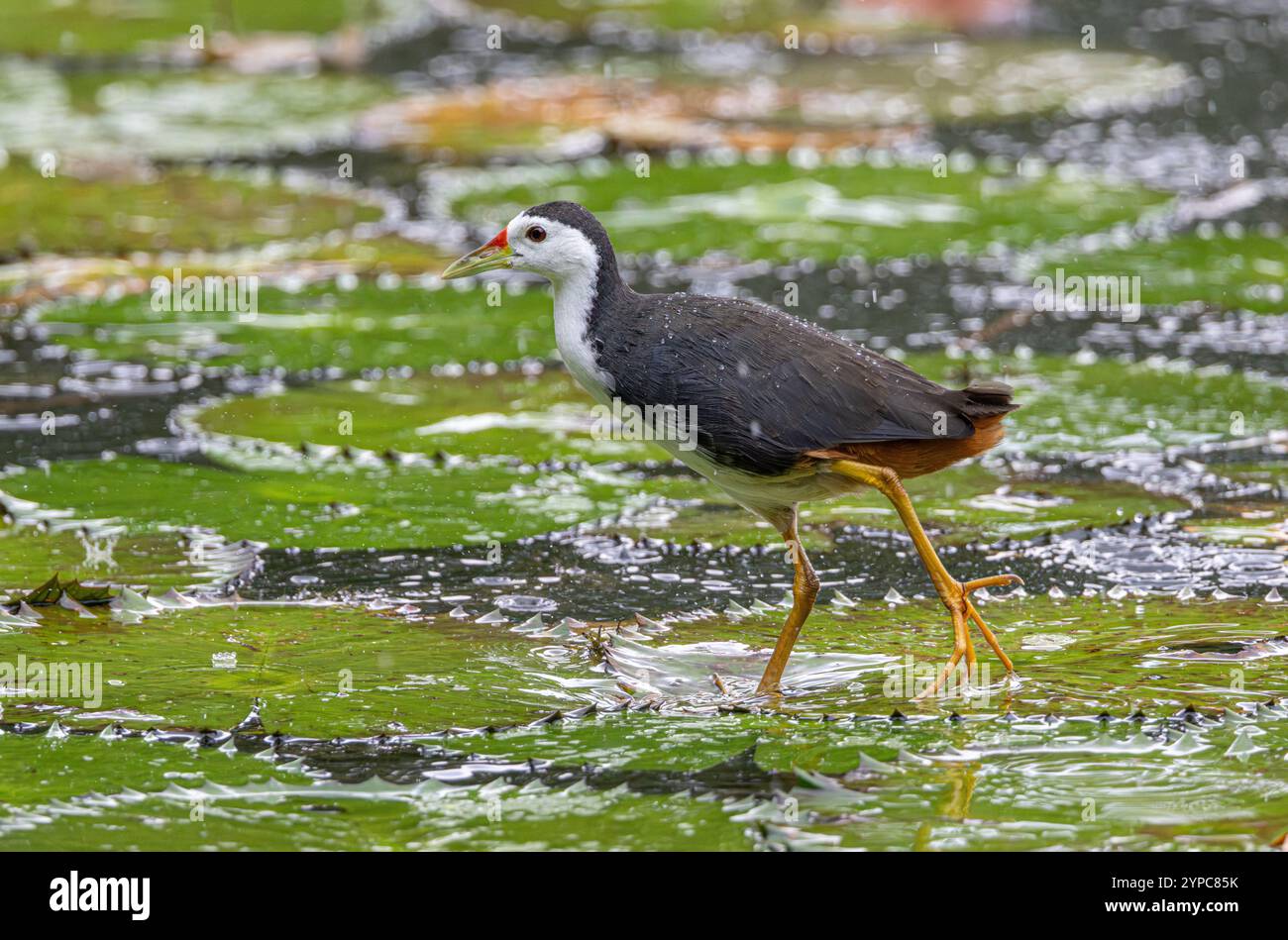 White-breasted waterhen (Amaurornis phoenicurus) in Gardens by the Bay ...
