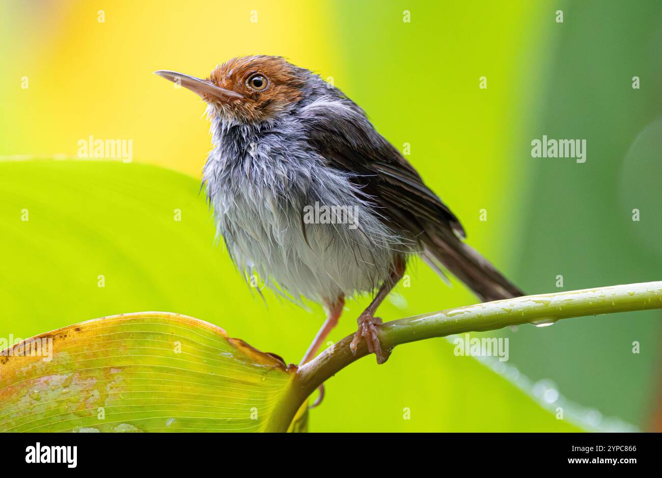Ashy tailorbird (orthotomus ruficeps) in Gardens by the Bay, Singapore ...