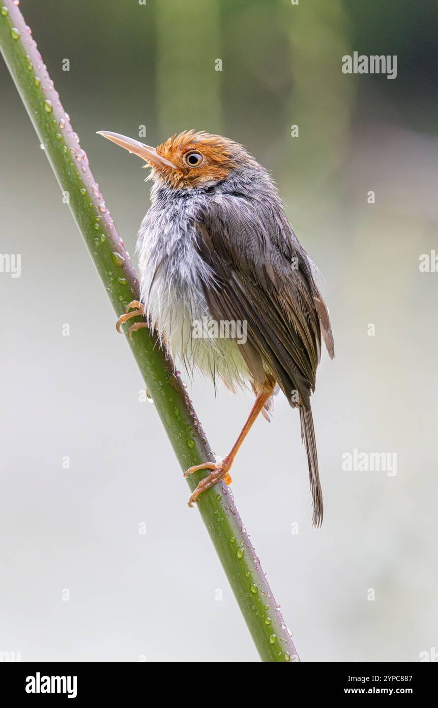 Ashy tailorbird (orthotomus ruficeps) in Gardens by the Bay, Singapore ...