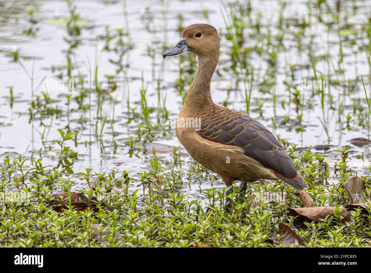 Lesser whistling duck (Dendrocygna javanica), Eco Lake, Botanic Gardens ...