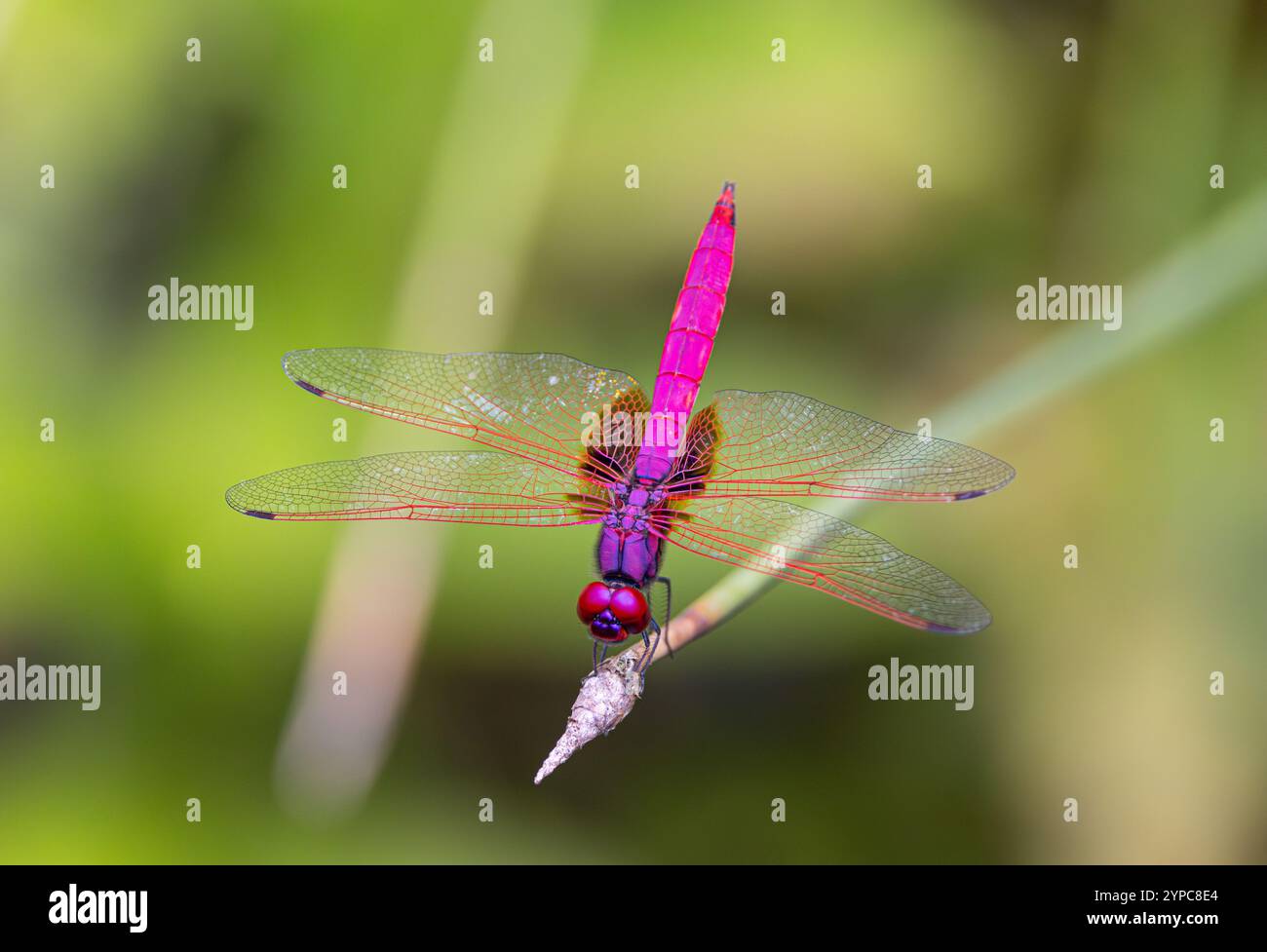 Crimson dropwing [trithemis aurora] in Singapore Botanic Gardens Stock ...