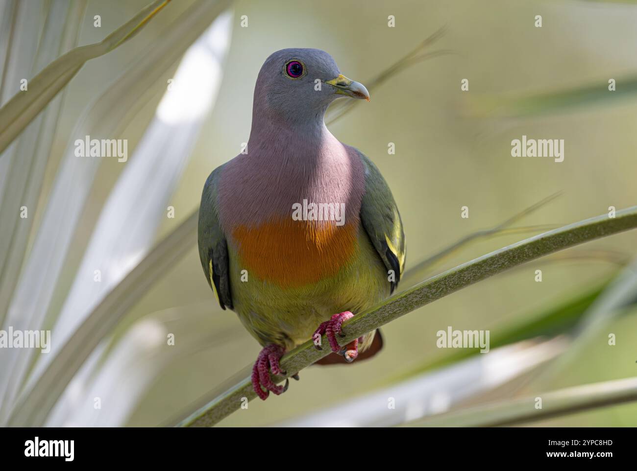 Male pink-necked green pigeon (Treron vernans) in Gardens by the Bay ...