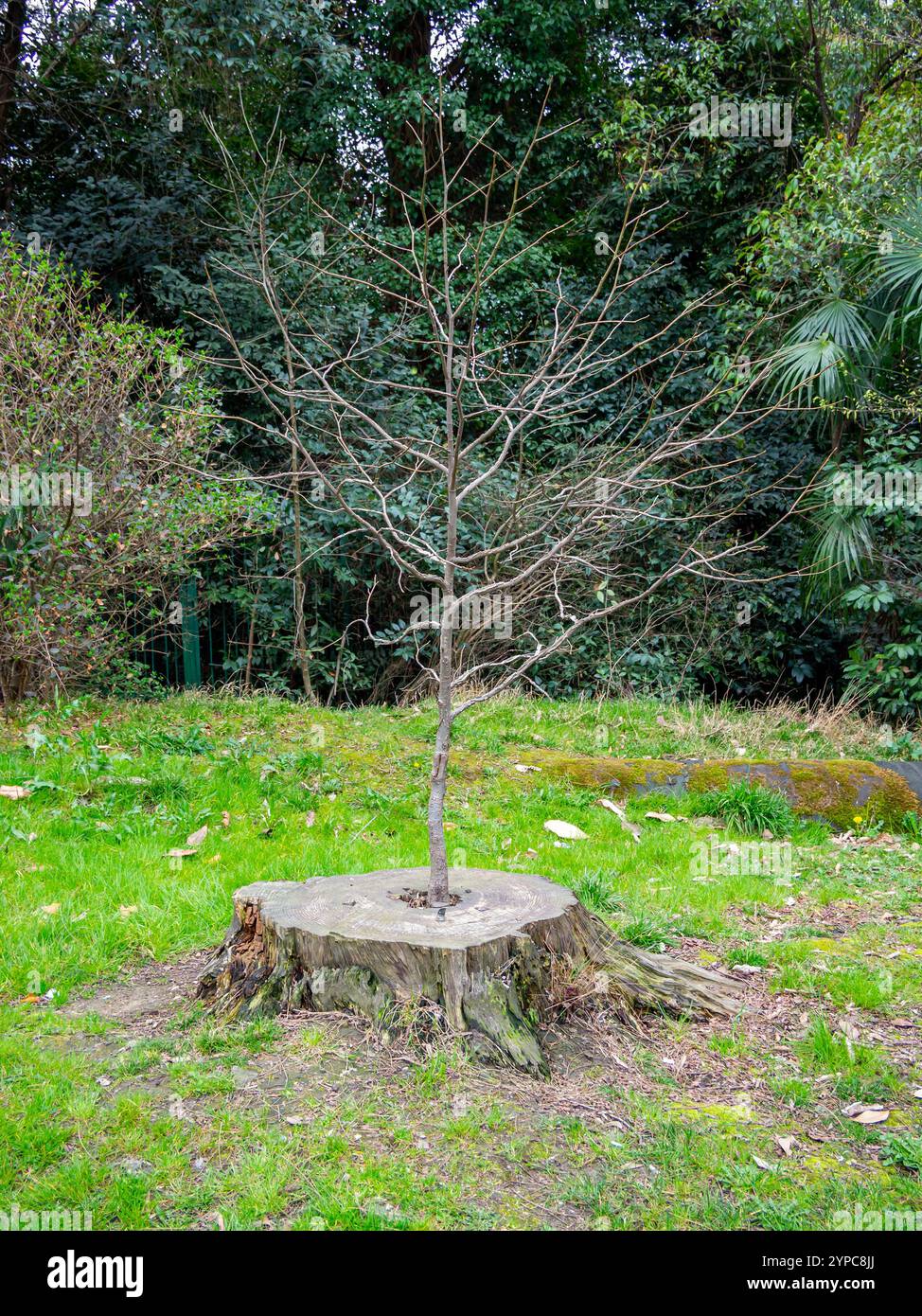 Tree growing from old stump hi-res stock photography and images - Alamy