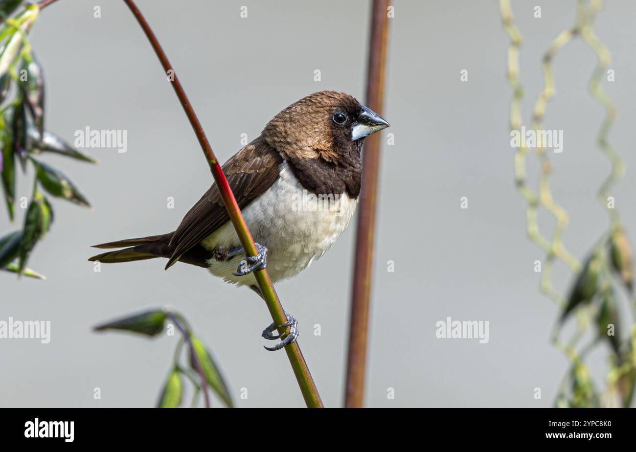 Javan munia (Lonchura leucogastroides) in Jurong Lake Gardens ...