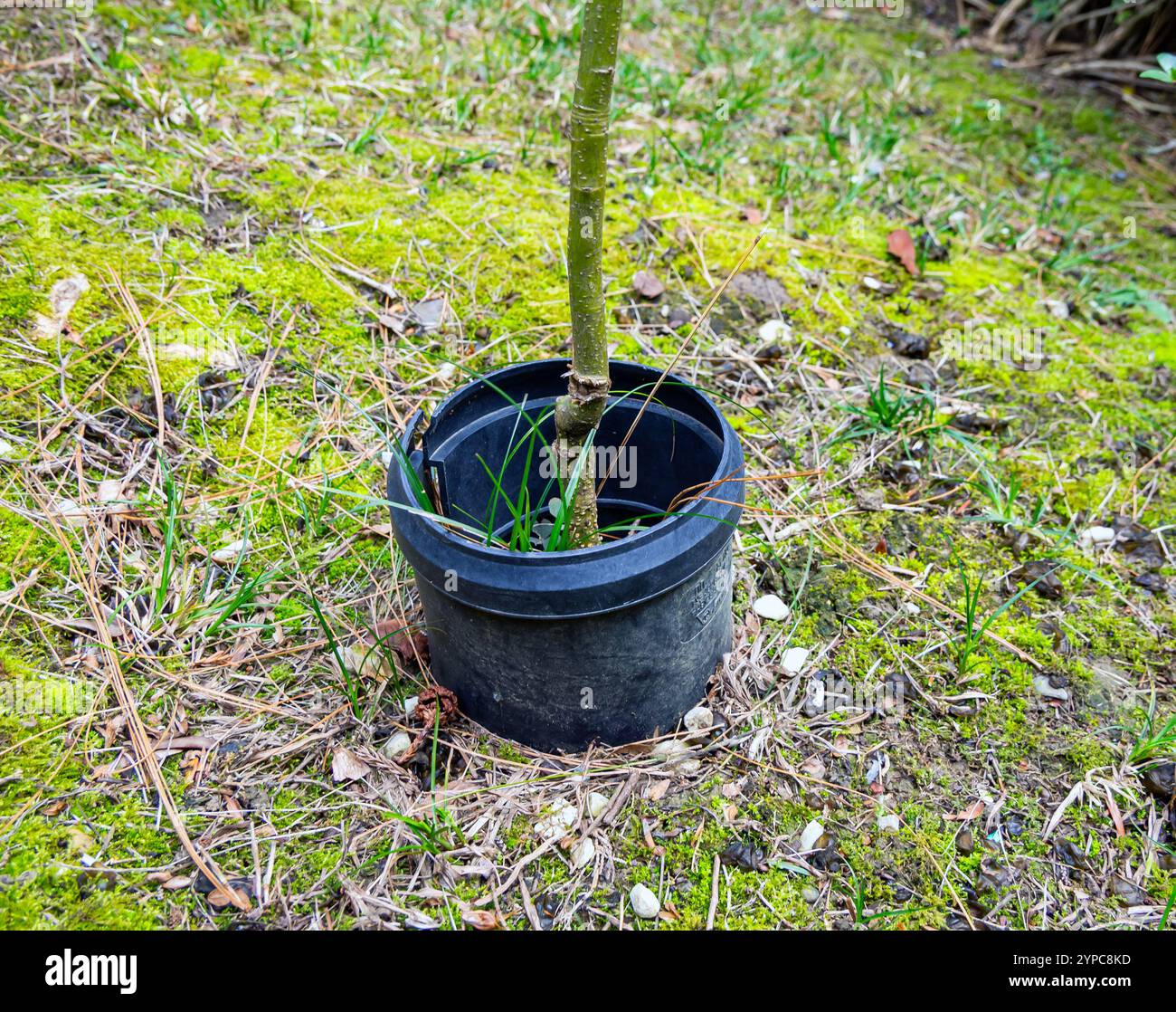 Protecting the trunk of a young tree sapling with a plastic pipe Stock ...