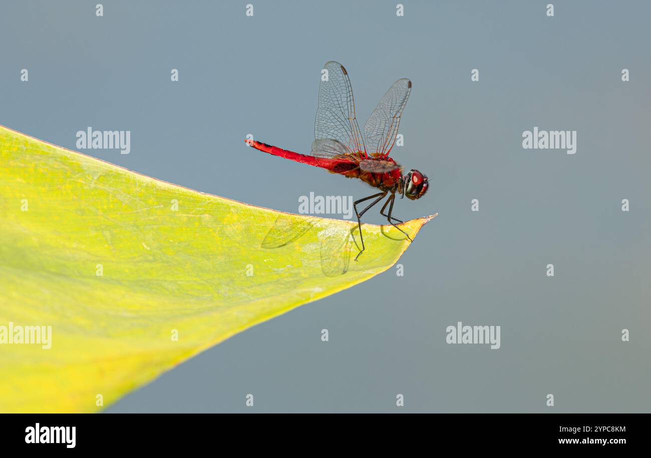 Scarlet basker ((Urothemis signata) at Jurong Lake Gardens, Singapore ...