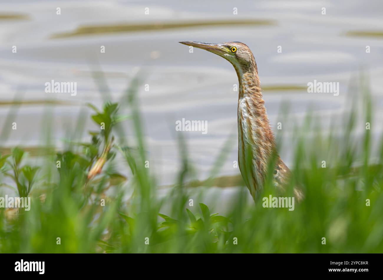 Yellow bittern (Botaurus sinensis) at Jurong Lake Gardens, Singapore ...