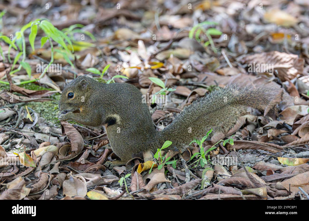 Plantain squirrel (Callosciurus notatus) in the Botanic Gardens ...
