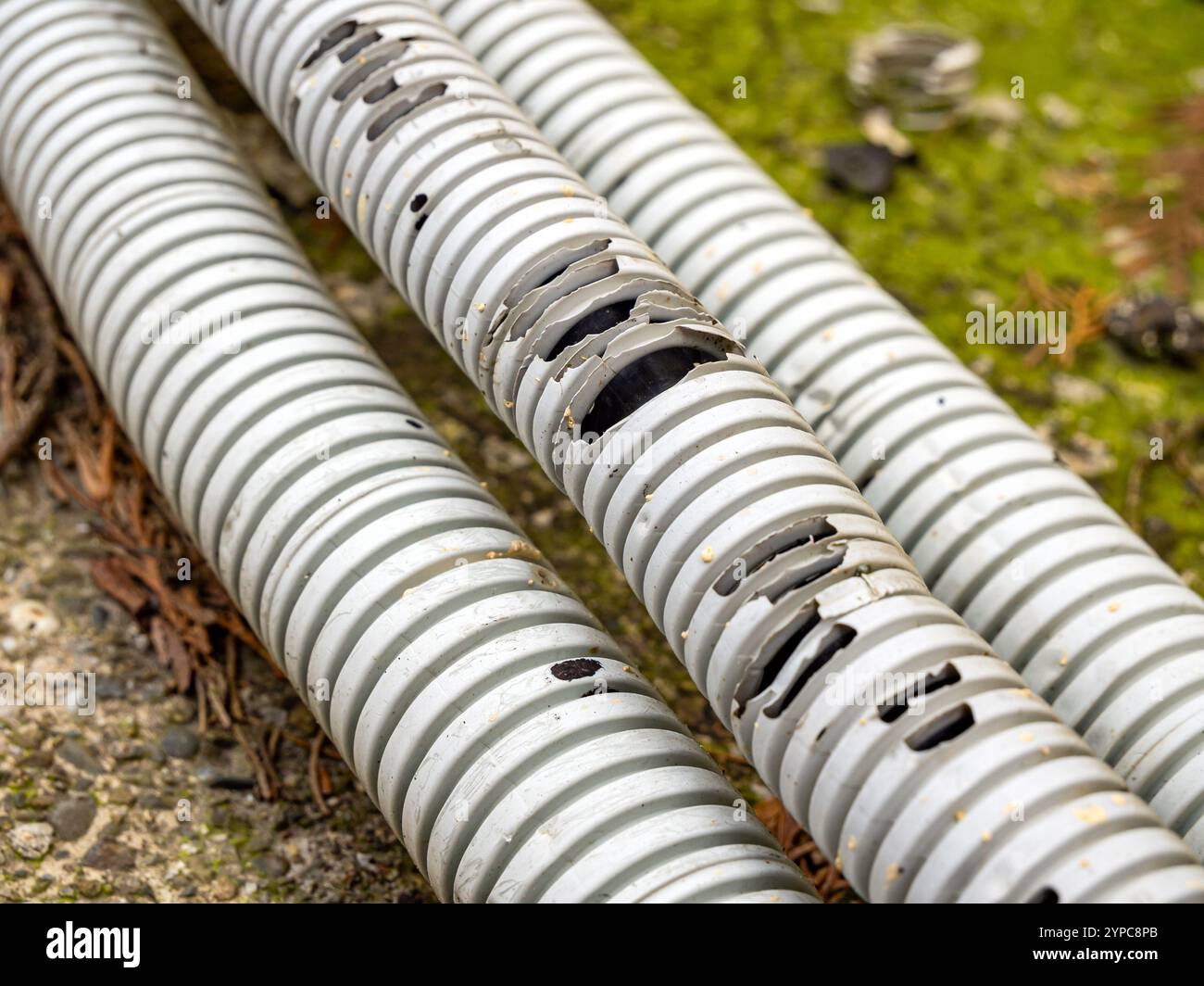 Traces of destruction on a grey cable conduit laid in the open air ...