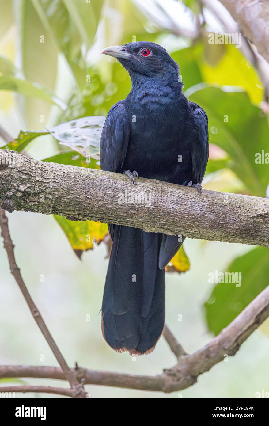 Asian koel (Eudynamys scolopaceus) in Gardens by the Bay, Singapore Stock Photo - Alamy