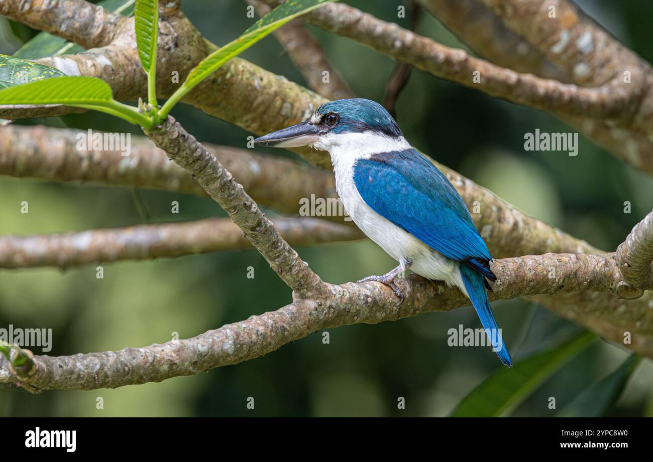 Collared kingfisher (Todiramphus chloris) in Gardens by the Bay ...
