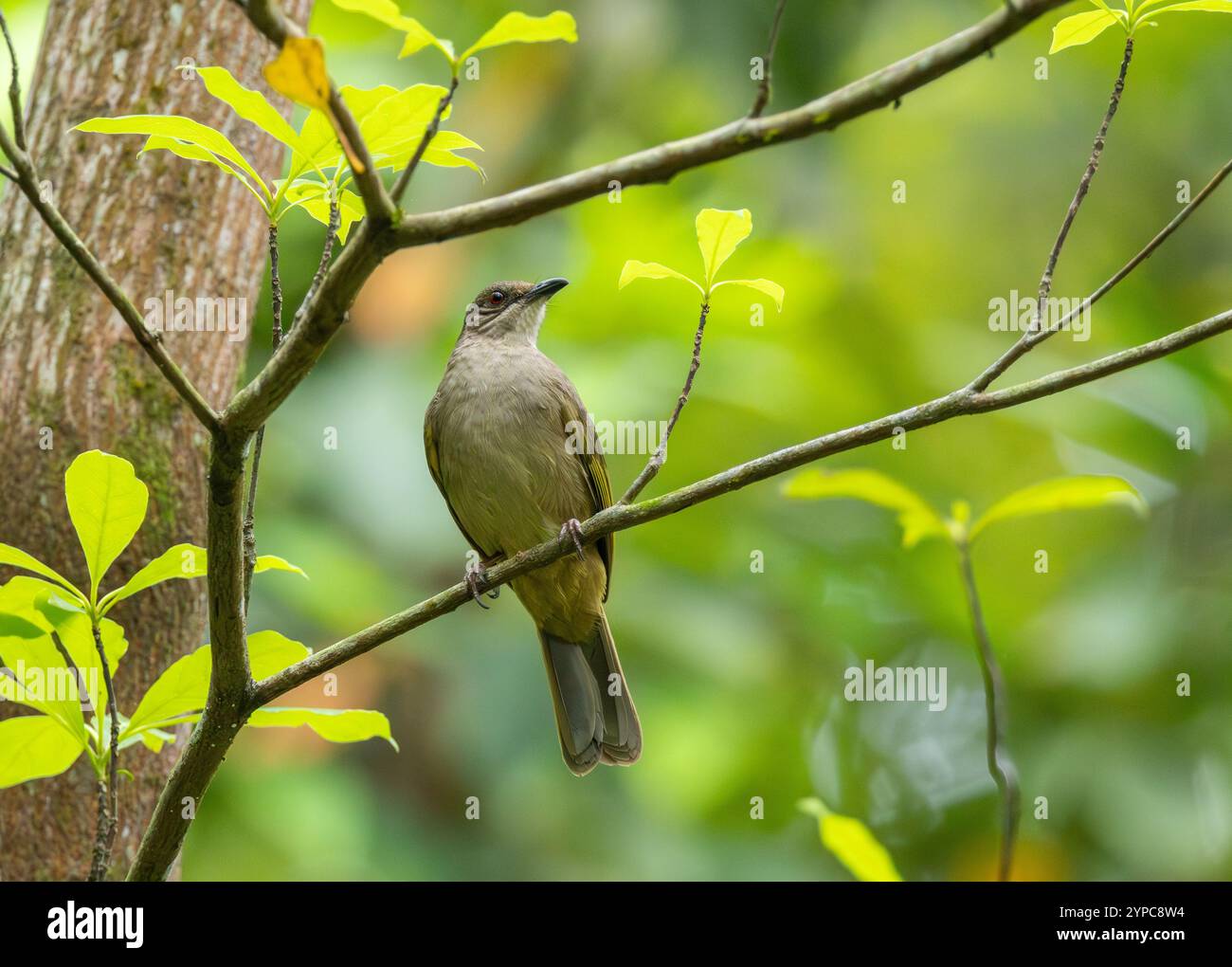 Olive-winged bulbul (Pycnonotus plumosus) in Fort Canning Park ...