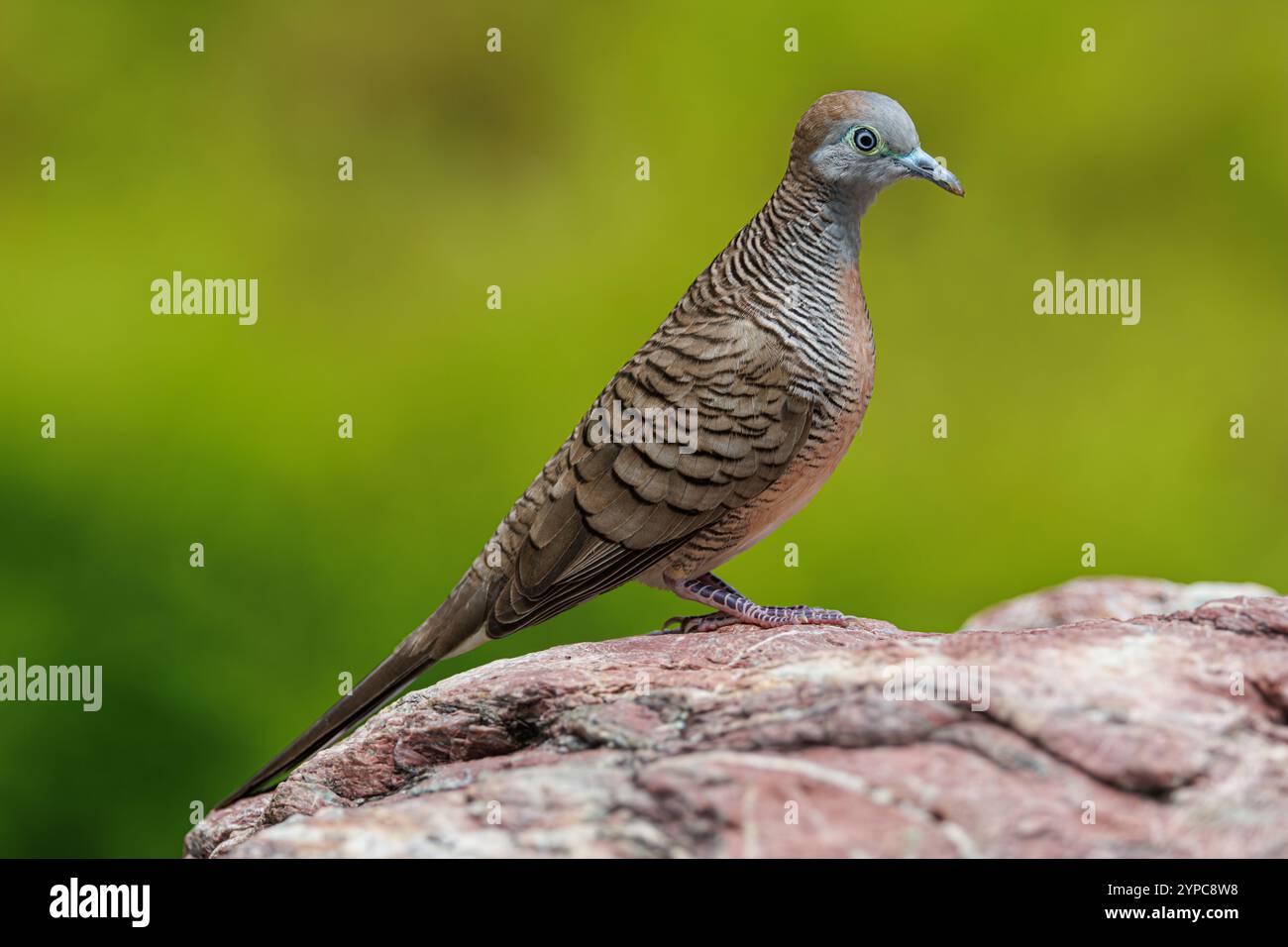 Zebra dove (geopelia striata) at Gardens by the Bay, Singapore Stock ...