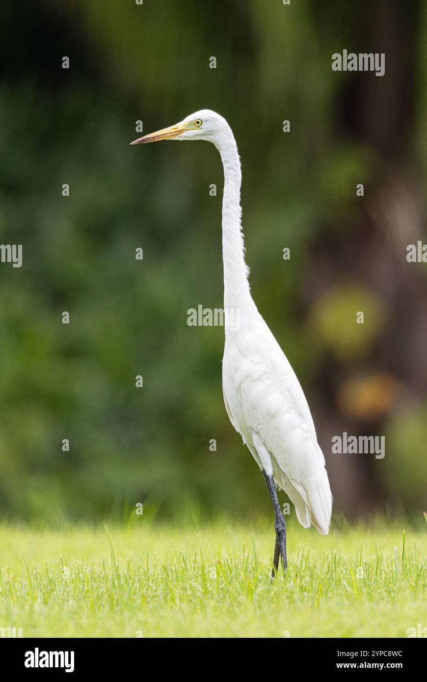 Medium egret or intermediate egret (Ardea intermedia) at Gardens by the ...