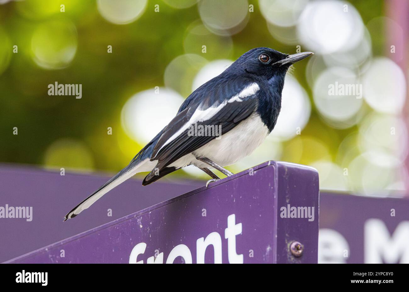 Oriental magpie robin (Copsychus saularis) in Gardens by the Bay ...