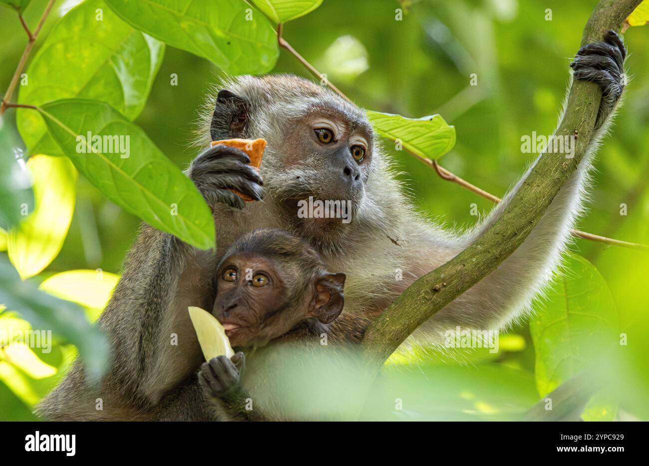 Wild Long-tailed macaque (Macaca fascicularis) and baby at Singapore ...