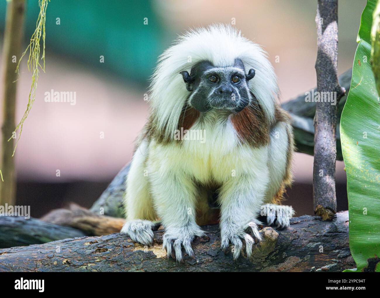 Cotton-top tamarin (Saguinus oedipus), Singapore Zoo, Singapore Stock ...