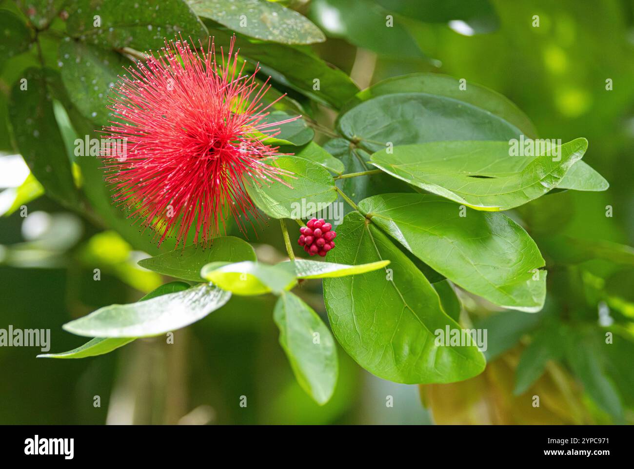 Flower of the Red powder puff tree ( calliandra haematocephala ...