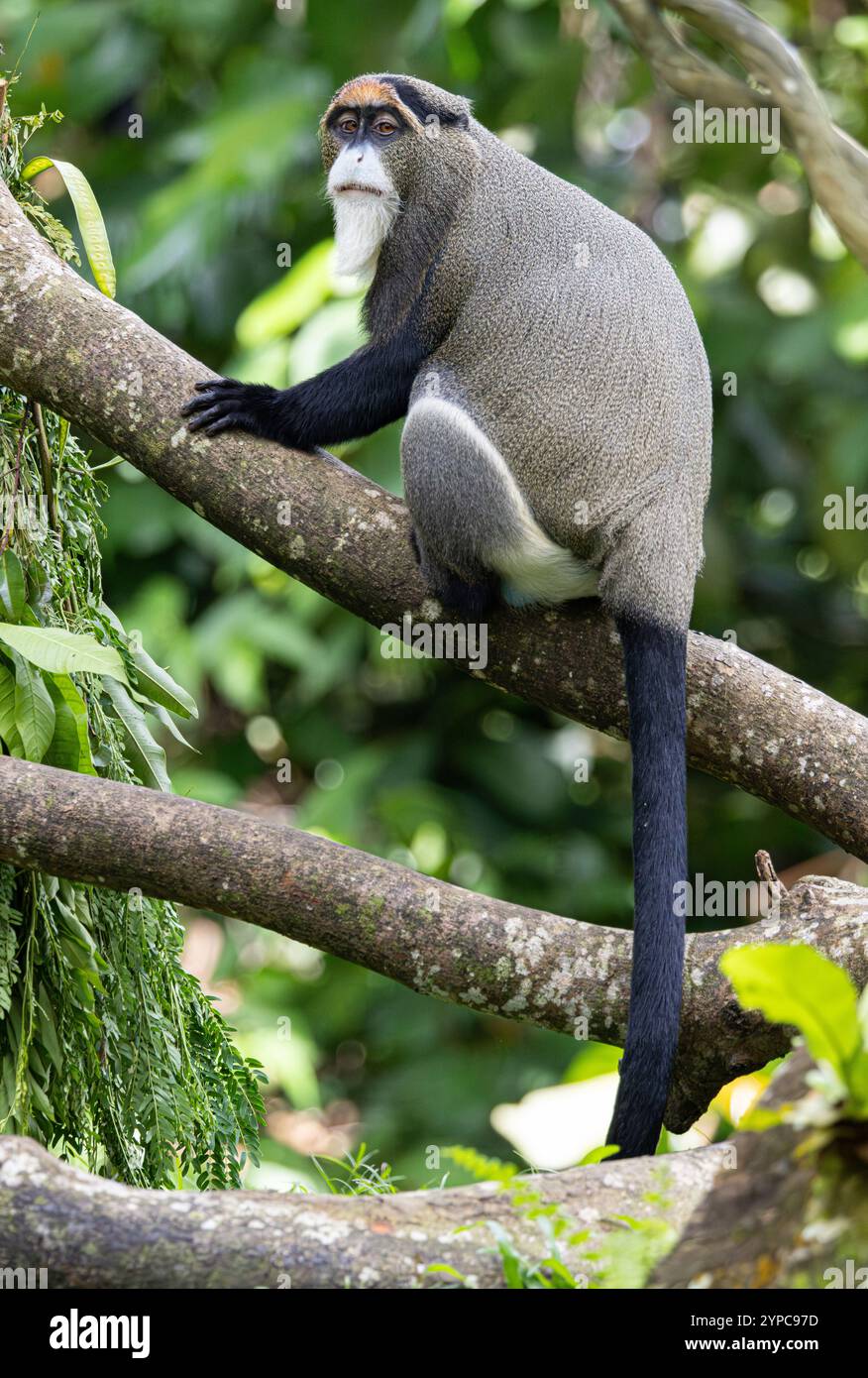 De Brazza's monkey (Cercopithecus neglectus) in Singapore Zoo Stock ...