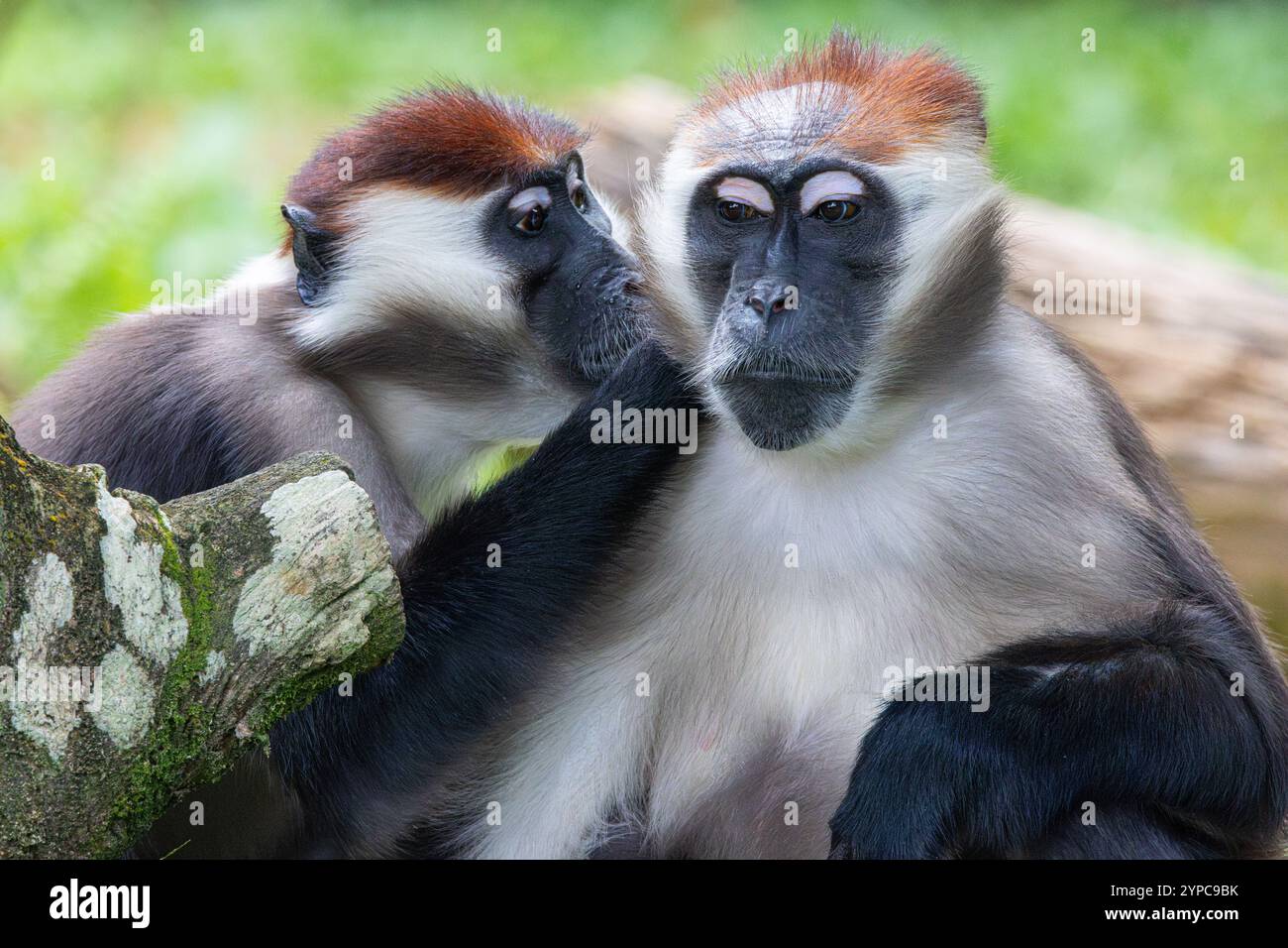 Captive collared mangabey (Cercocebus torquatus), also called red ...