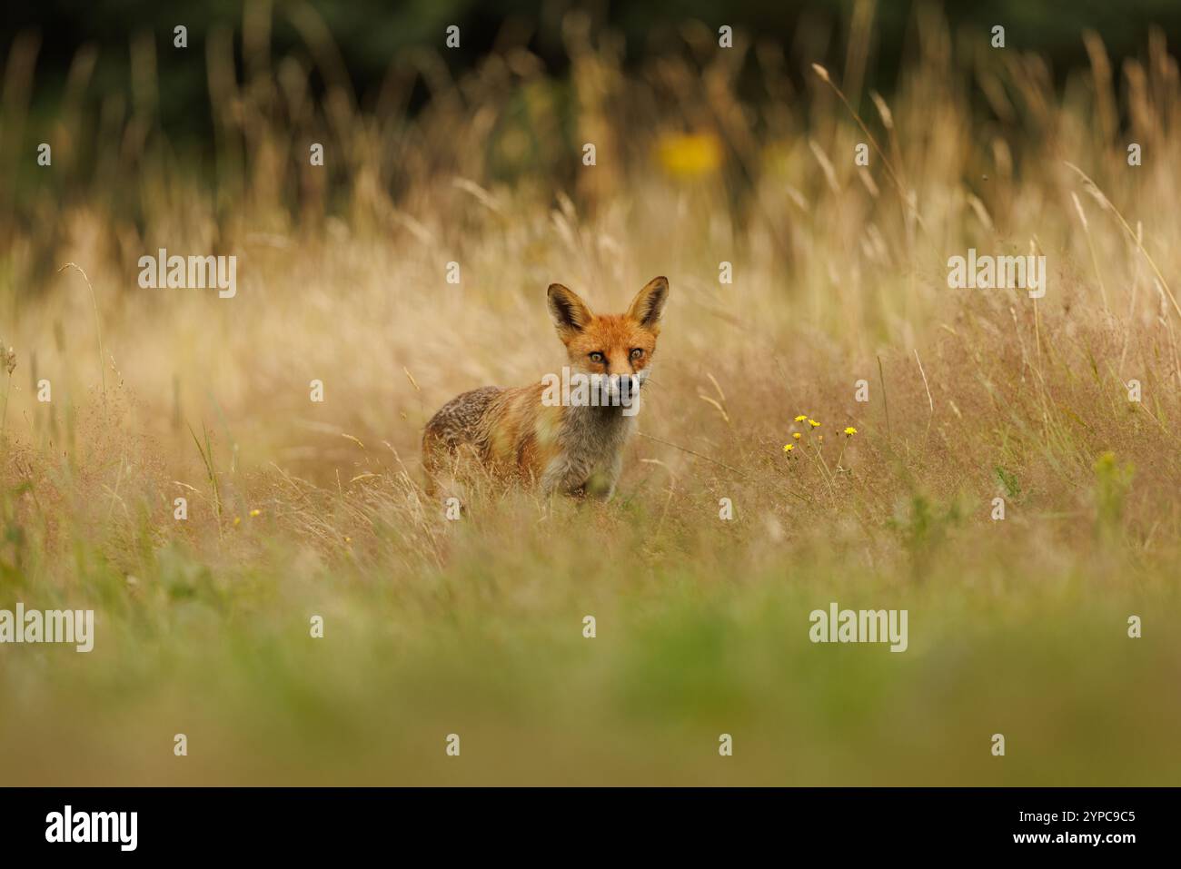 Sly mr fox hi-res stock photography and images - Alamy
