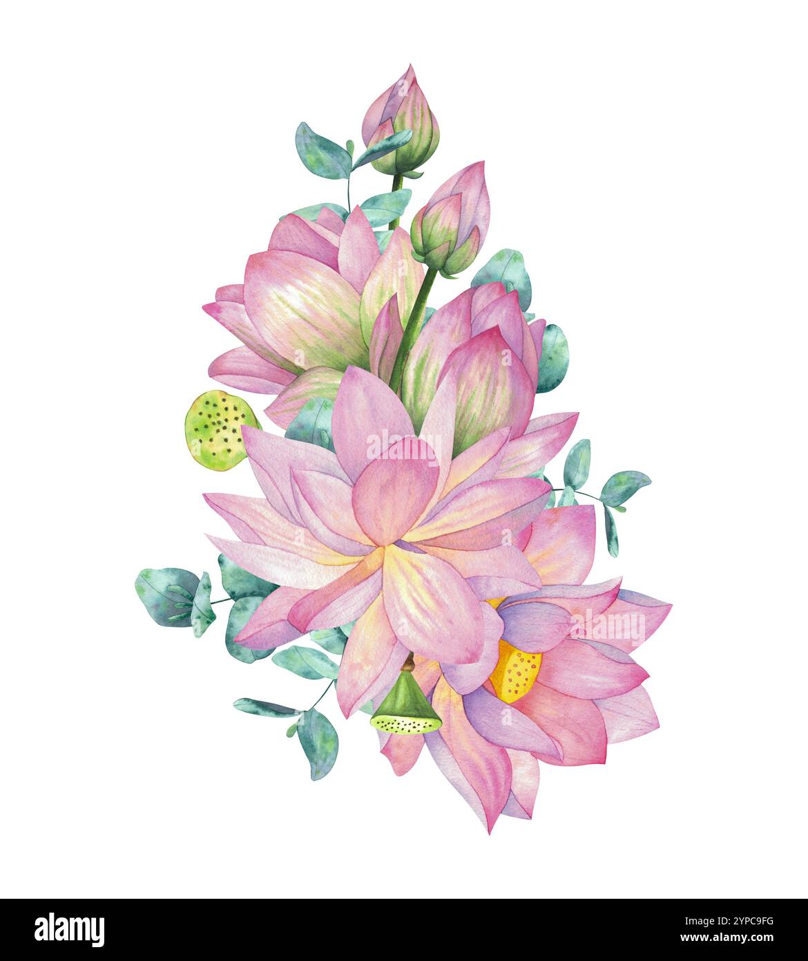 Pink lotus flower with bud and eucalyptus branches. Isolated on ...