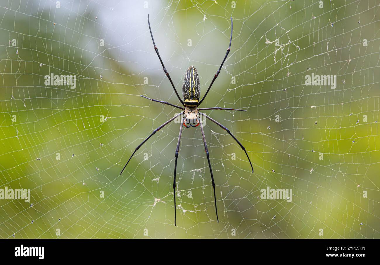 Female nephila pilipes (northern golden orb weaver or giant golden orb ...