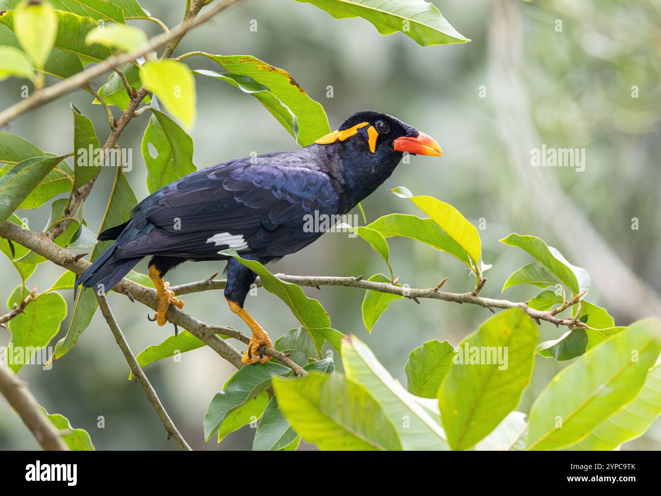 Common hill myna (Gracula religiosa) n Gardens by the Bay, Singapore ...