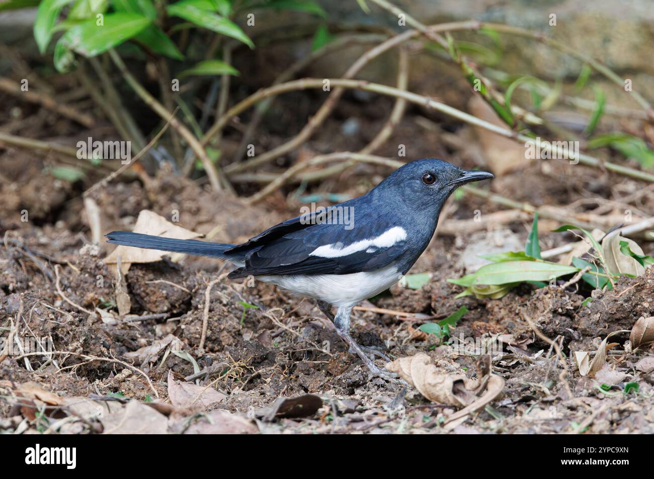 Oriental magpie robin (Copsychus saularis) in Gardens by the Bay ...