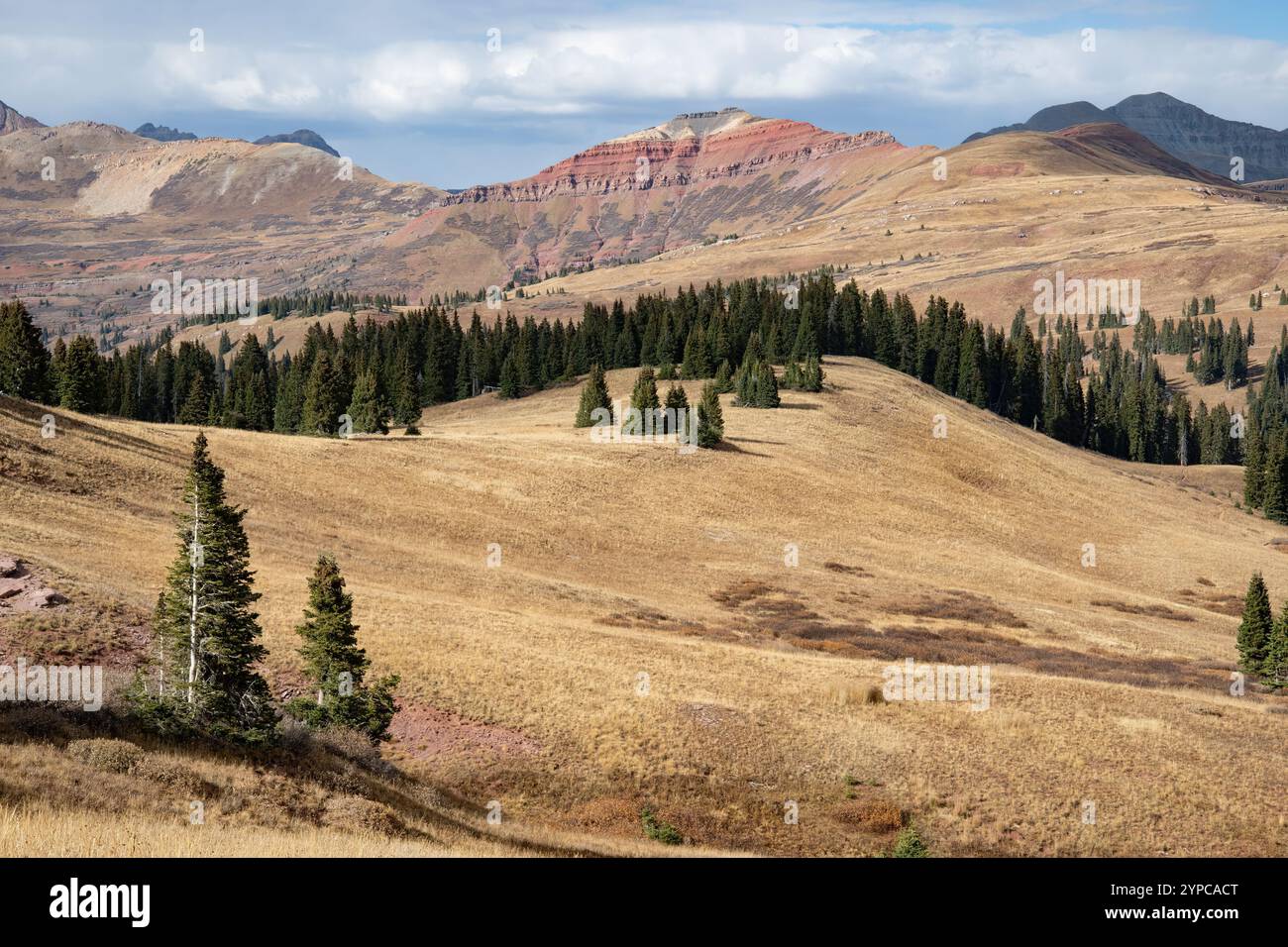 Alpine zone meadows on the Engineer Mountain Trail, San Juan Range ...
