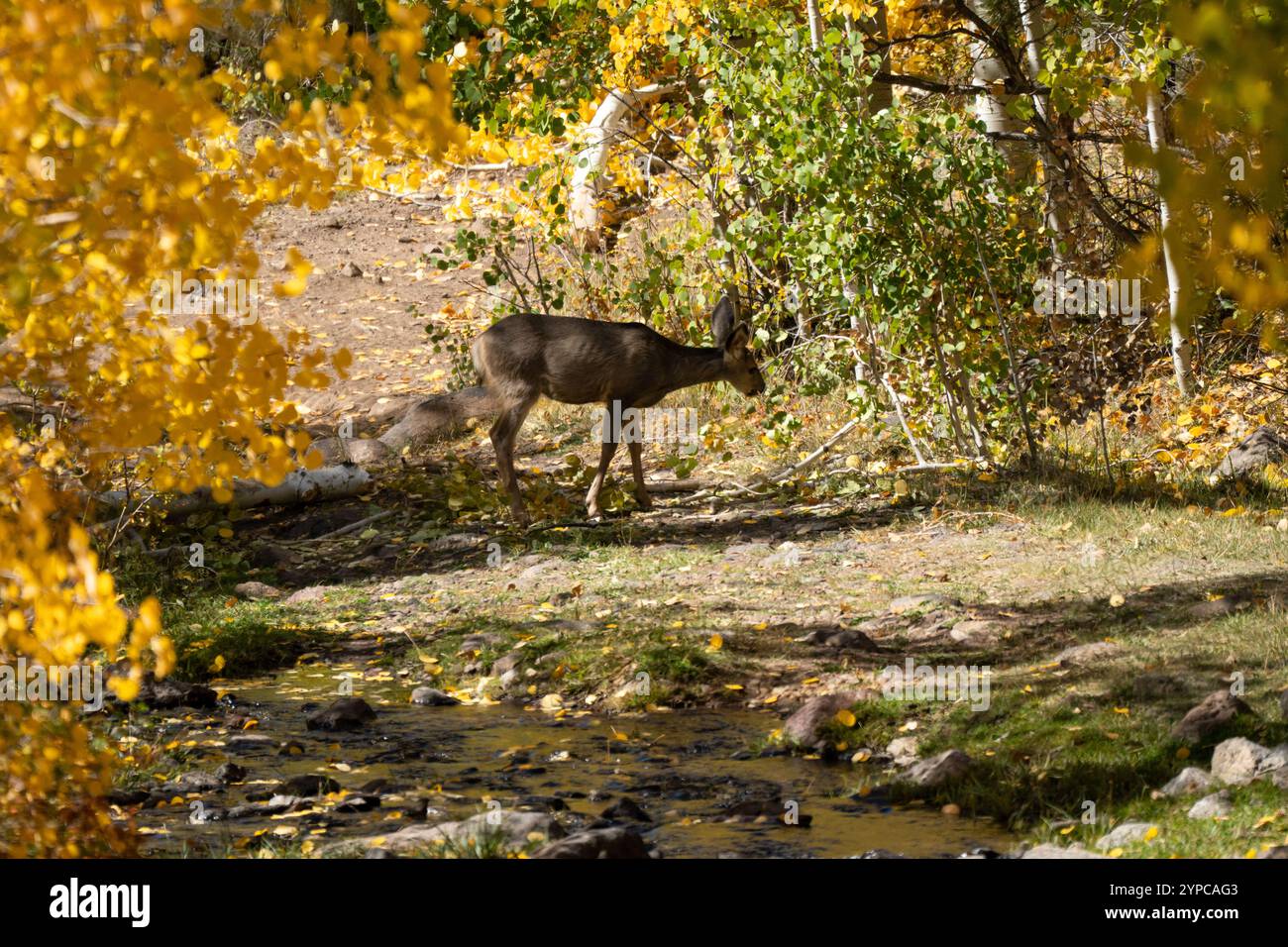 American mule deer (Odocoileus hemionus) amongst autumnal golden ...