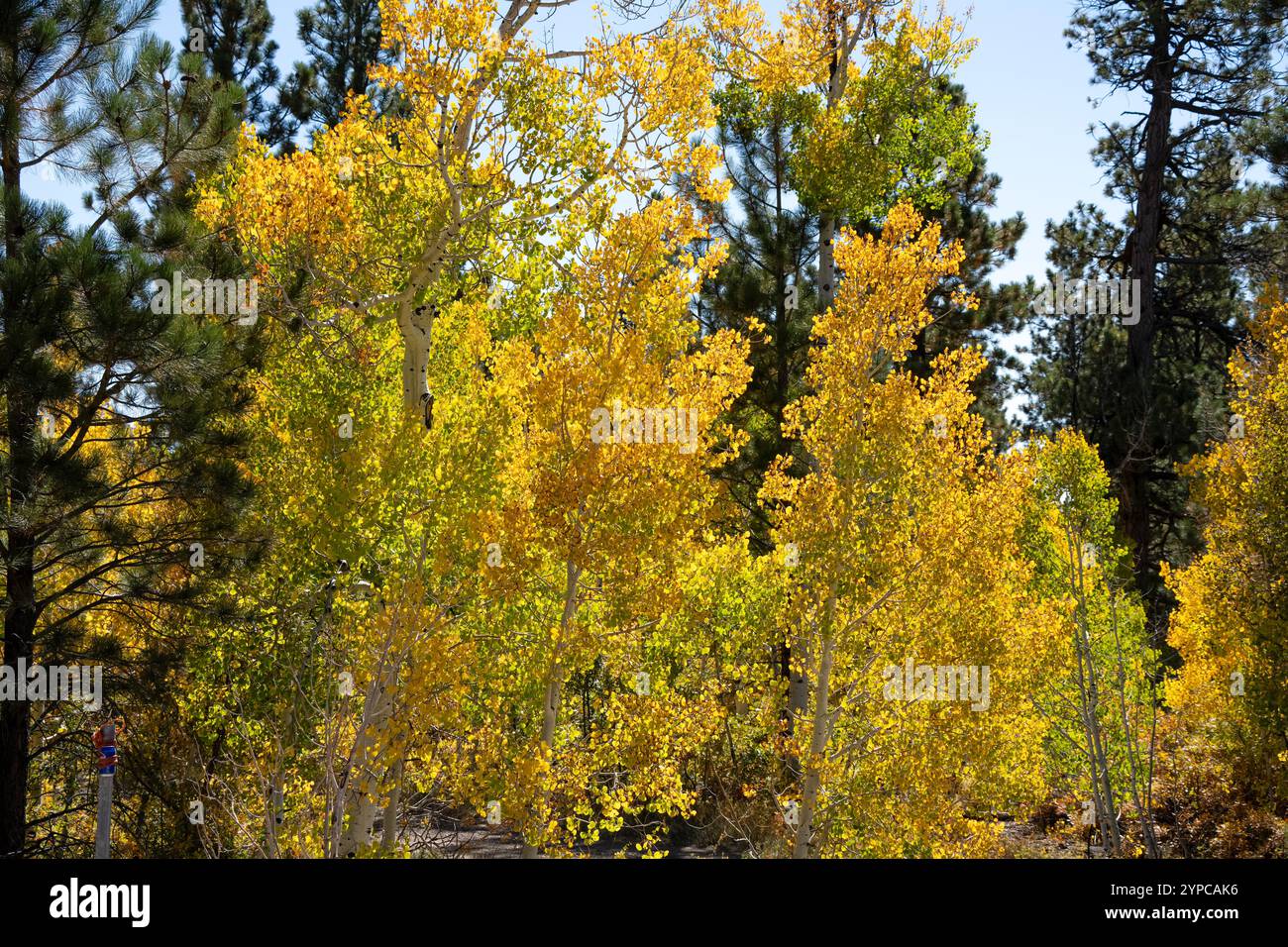 view across autumnal golden quaking Aspen tree foliage (Populus tremula ...