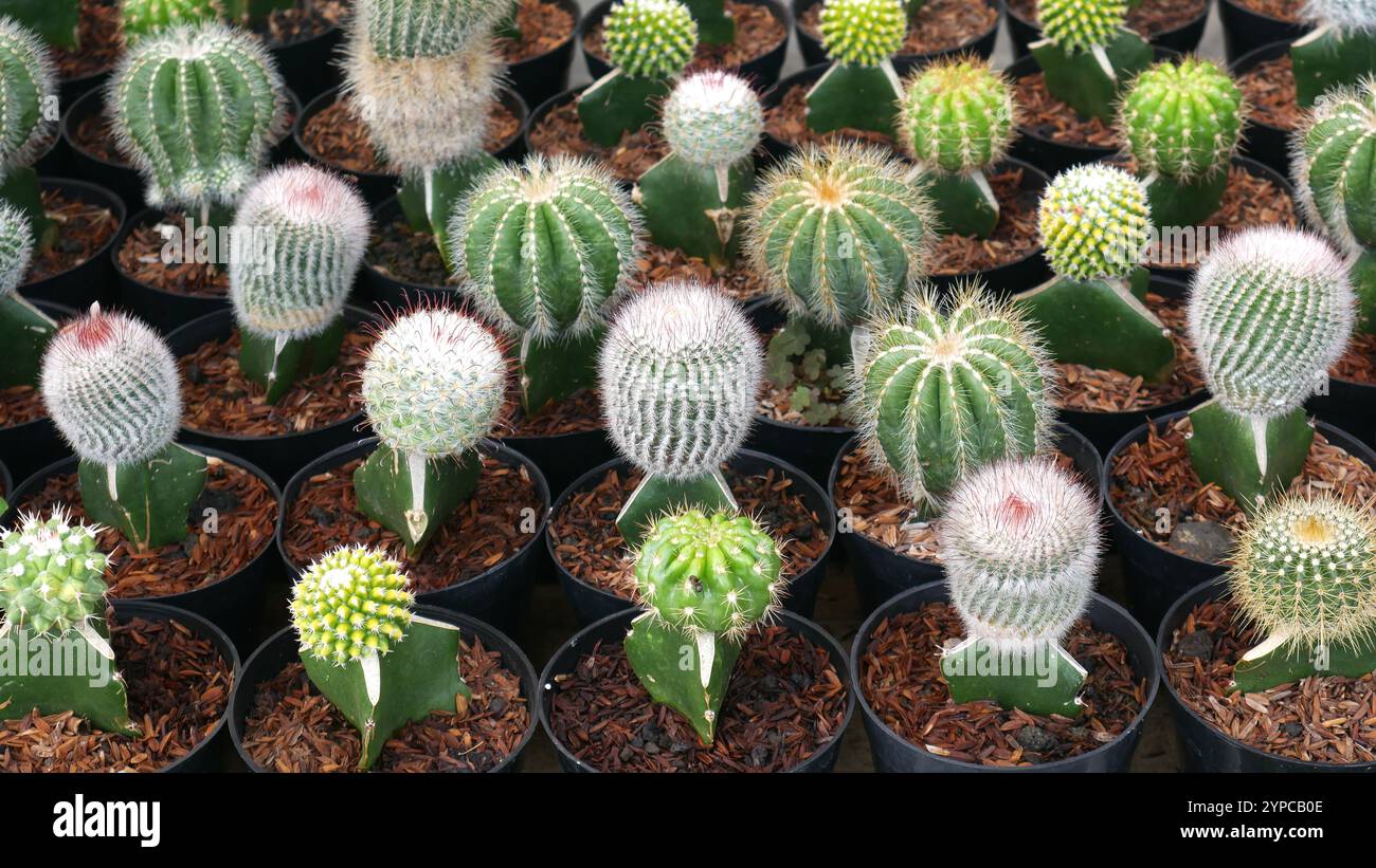 Various types of mini cacti with striped and spotted patterns adorn ...
