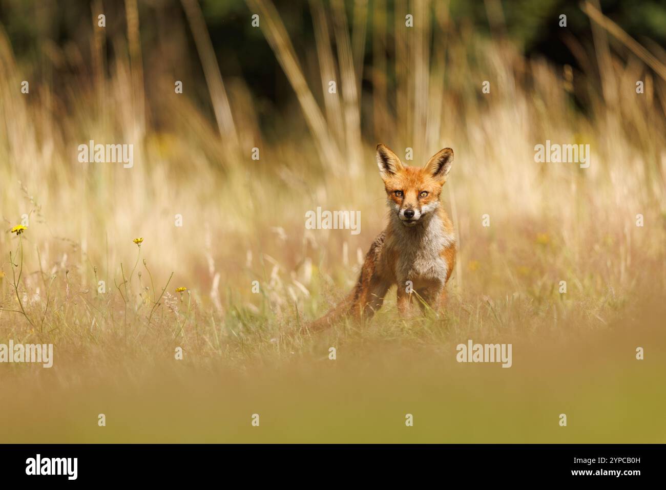 red fox (vulpes vulpes) in long grass in meadow Stock Photo - Alamy