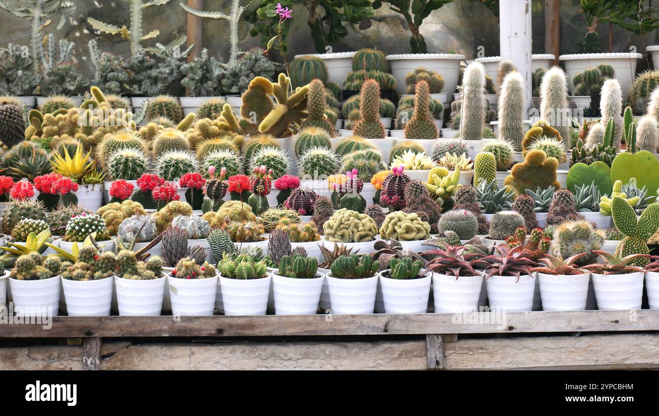 Various types of mini cactus or cacti and succulents with unique colors ...