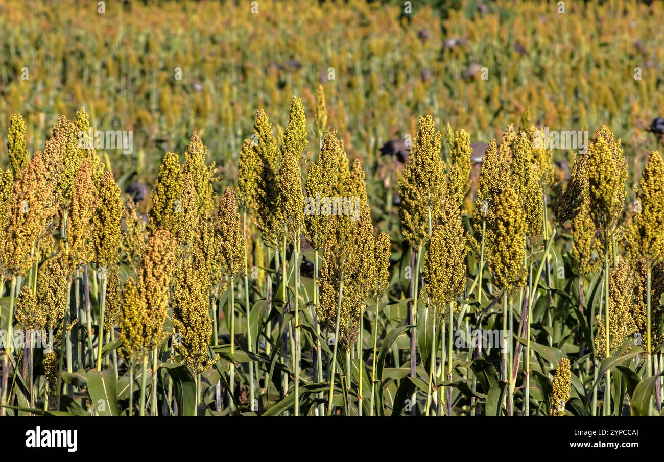 Selective focus of the white sorghum crop that show flower stem and ...
