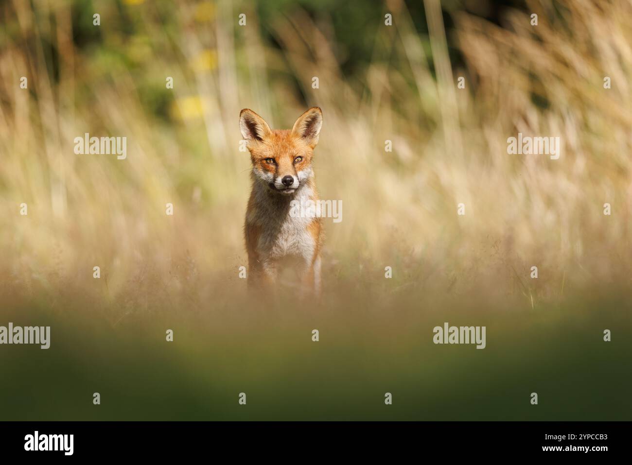 red fox (vulpes vulpes) in long grass in meadow Stock Photo - Alamy