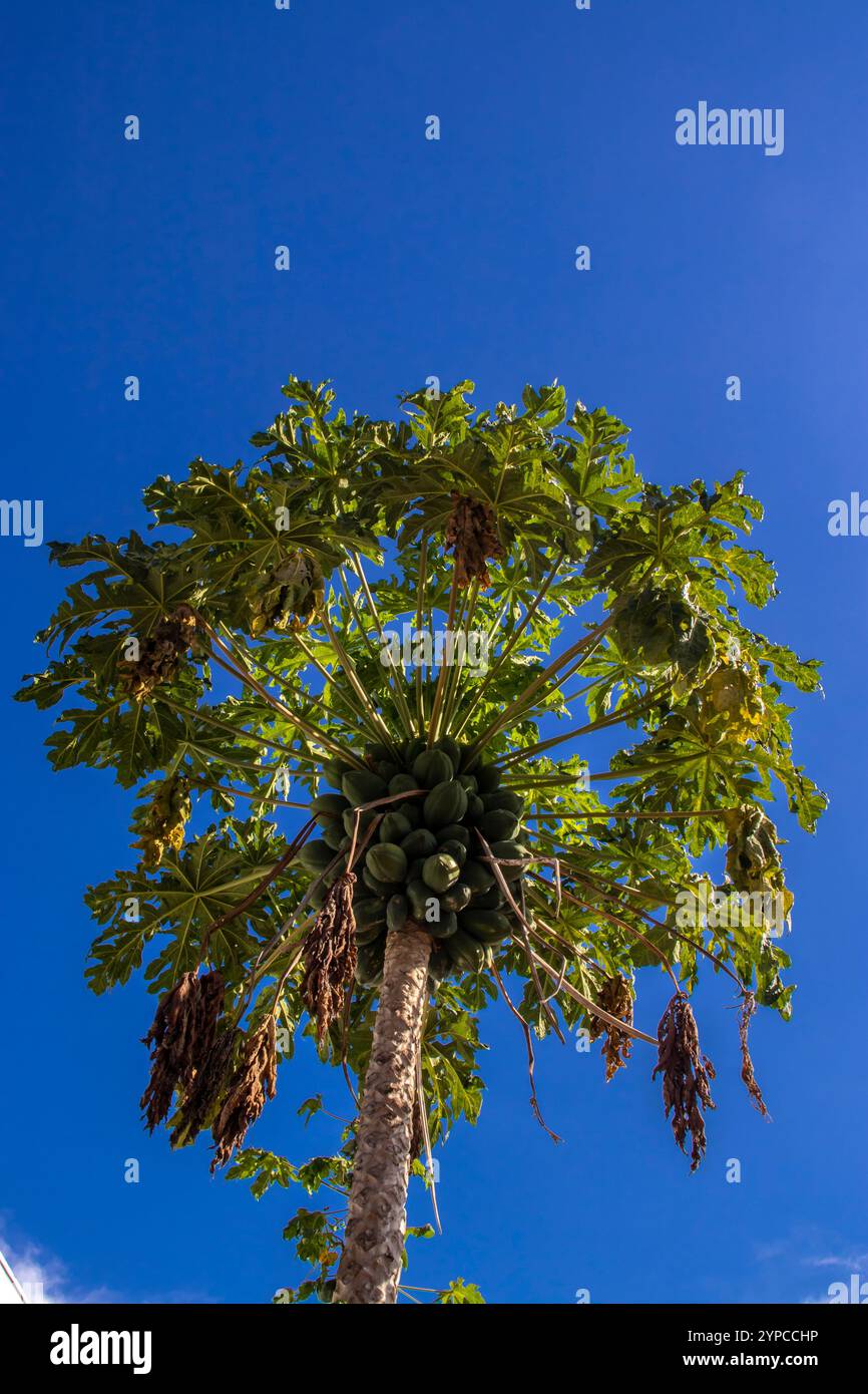 Subsistence agriculture brazil hi-res stock photography and images - Alamy