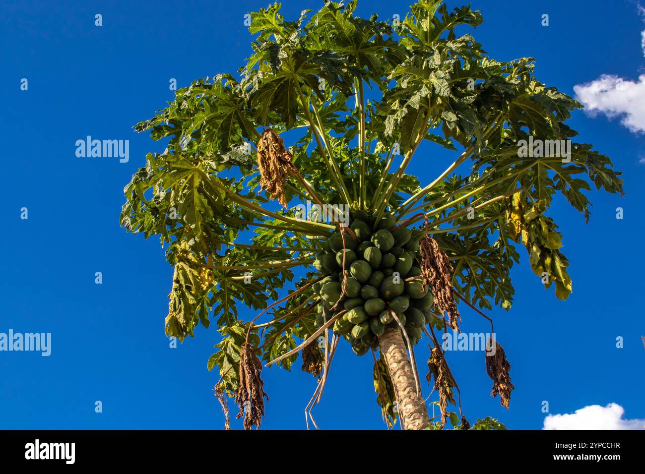 Agriculture fruit papaya hi-res stock photography and images - Alamy
