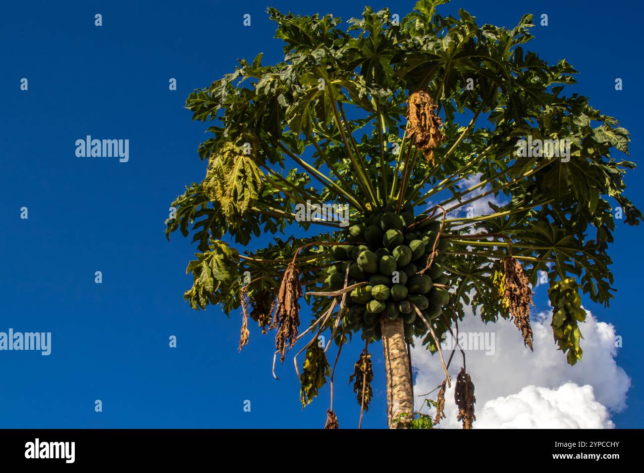 Subsistence agriculture brazil hi-res stock photography and images - Alamy