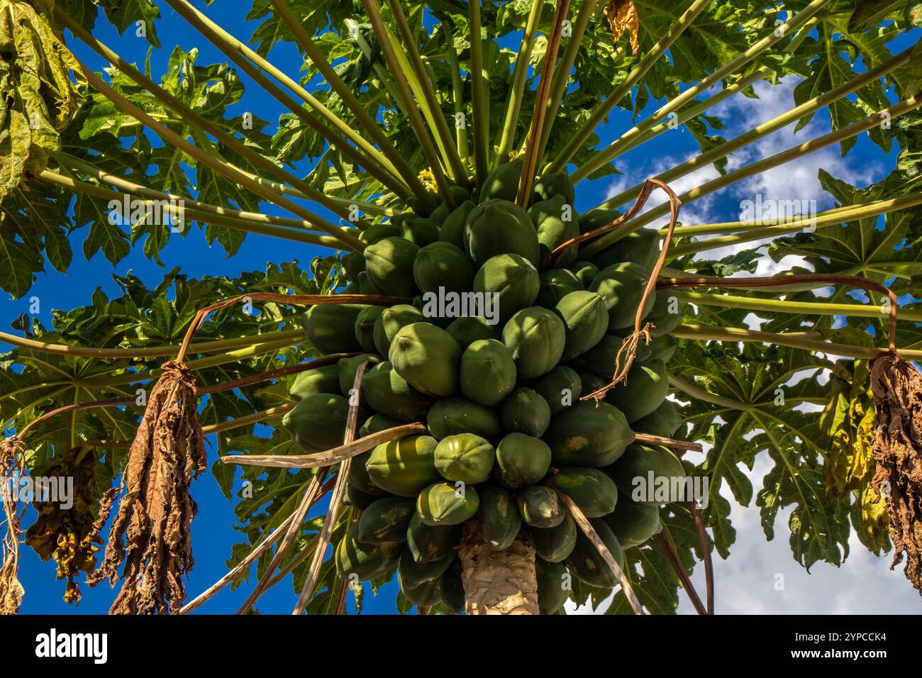 Subsistence agriculture brazil hi-res stock photography and images - Alamy