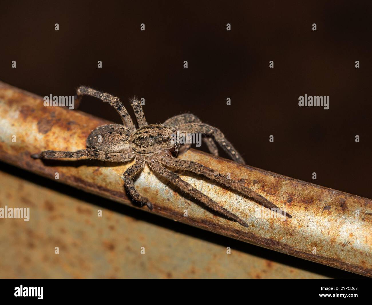 Arachnid patterns hi-res stock photography and images - Alamy