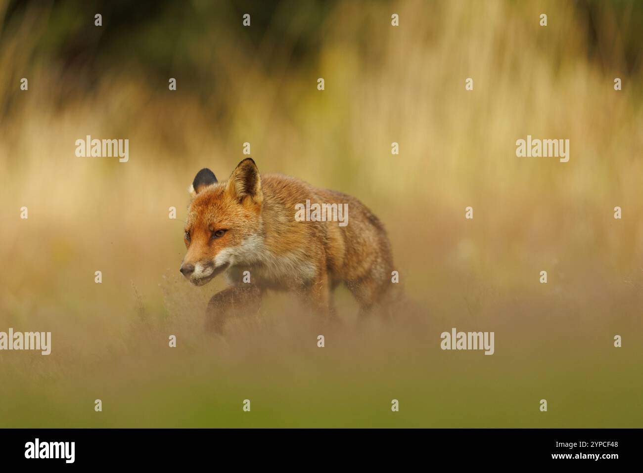 Sly mr fox hi-res stock photography and images - Alamy
