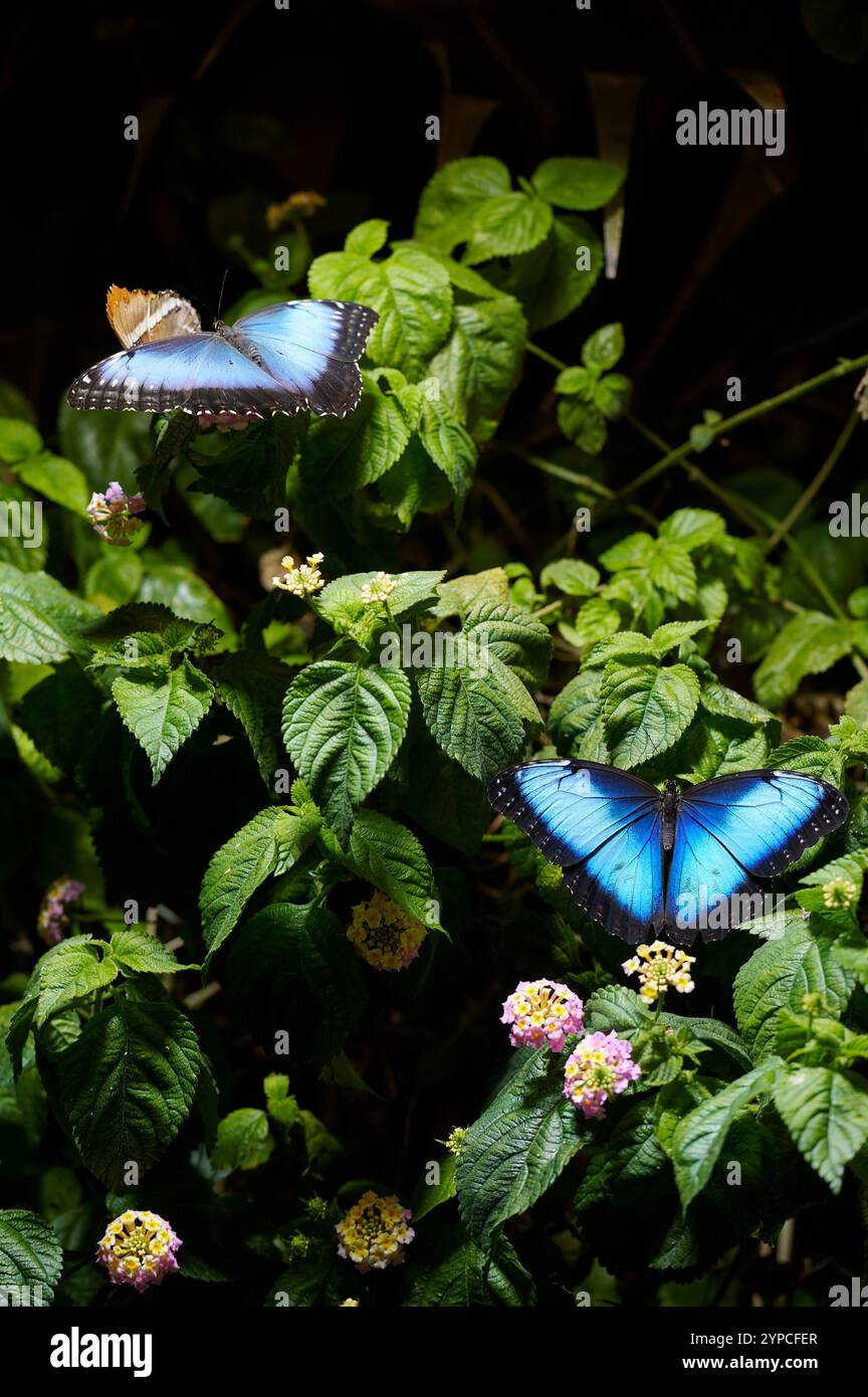 Two blue butterflies on flowers in a tropical garden Stock Photo - Alamy