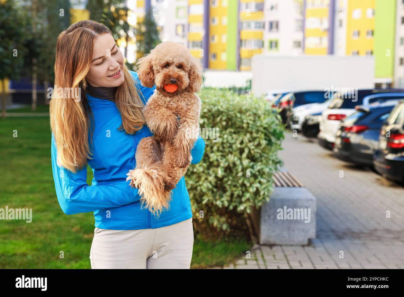 Woman and cute Toy Poodle dog with ball outdoors Stock Photo - Alamy