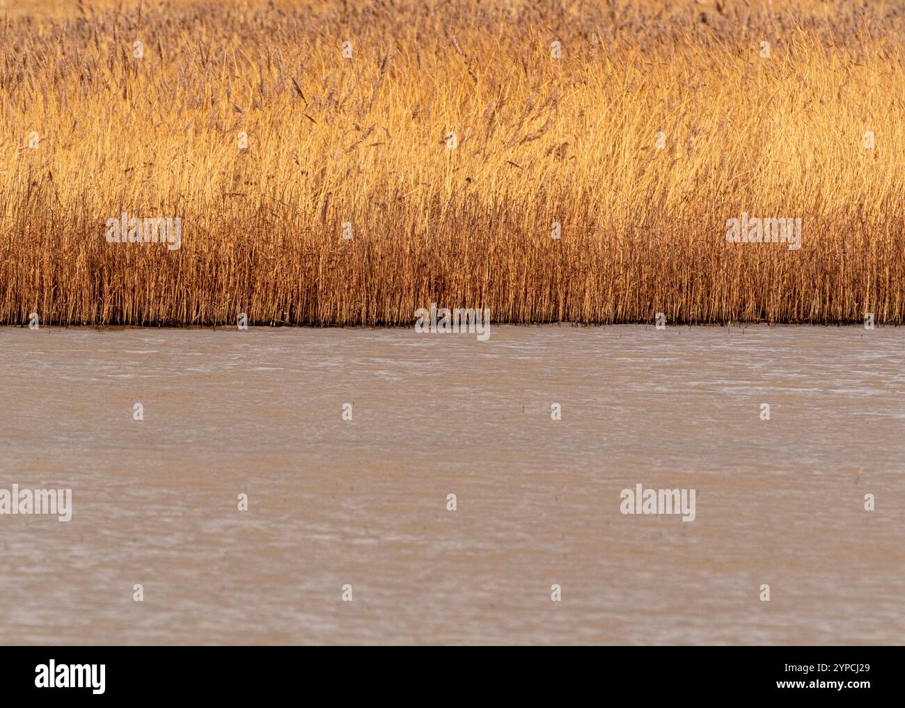 Reed sway in water hi-res stock photography and images - Alamy