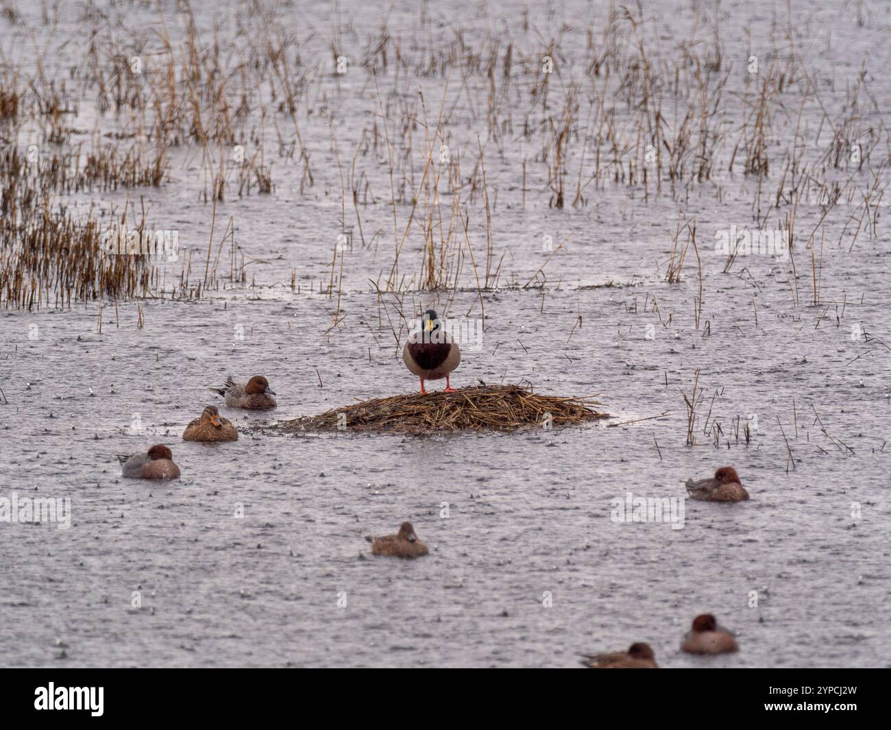 Male mallard duck stands alone on a muddy mound in the wetland of ...