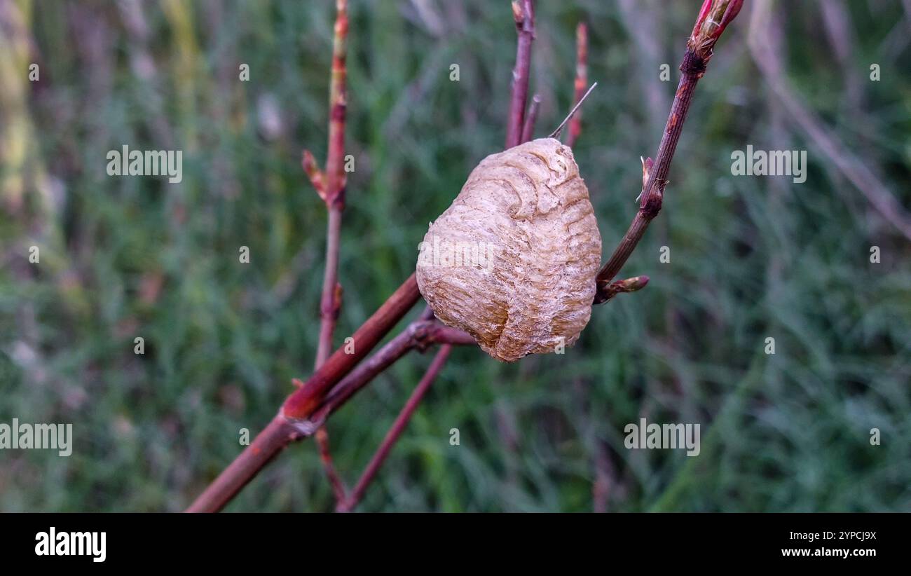 Ootheca of praying mantis hi-res stock photography and images - Alamy