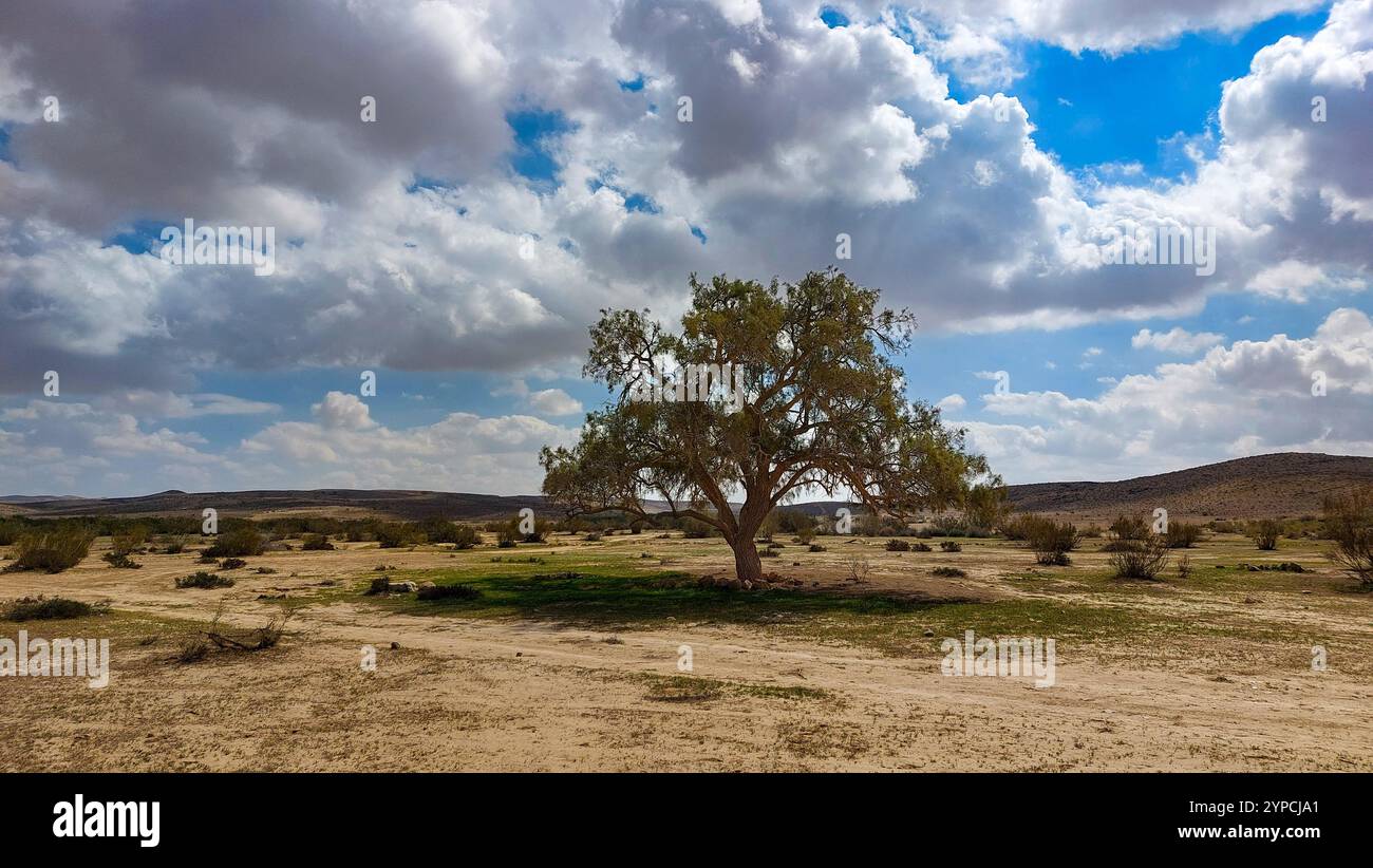 Tamarix tree (tamarisk, salt cedar, taray Stock Photo - Alamy