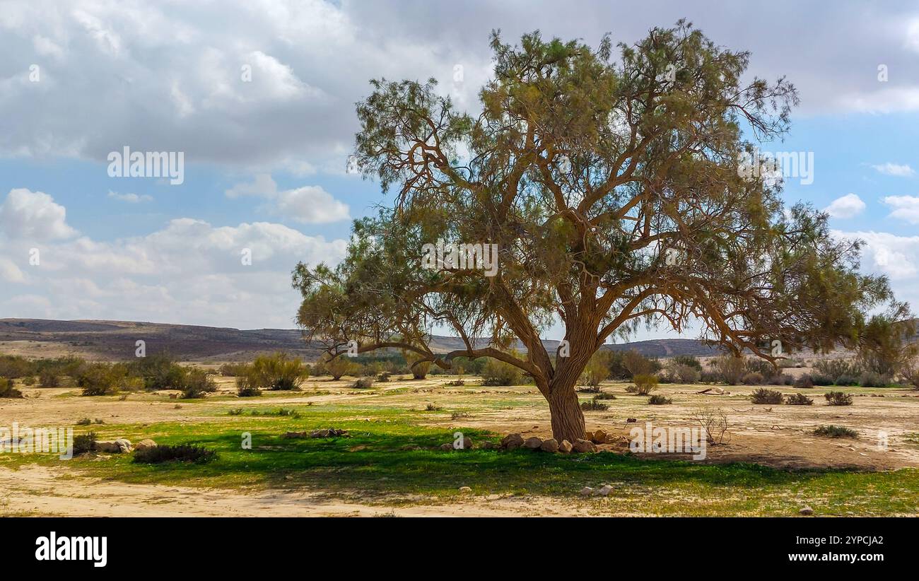 Taray tree hi-res stock photography and images - Alamy